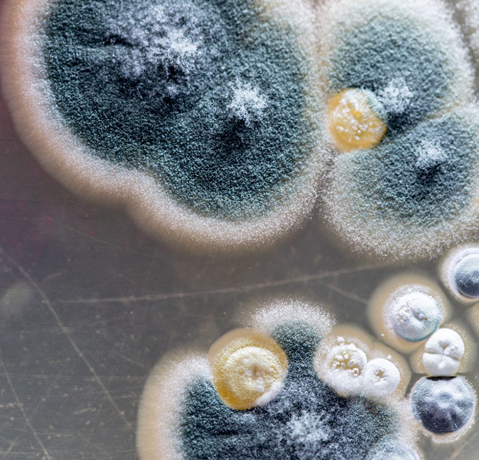 Mould & microbial remediation | Rapid Restoration & Renovation